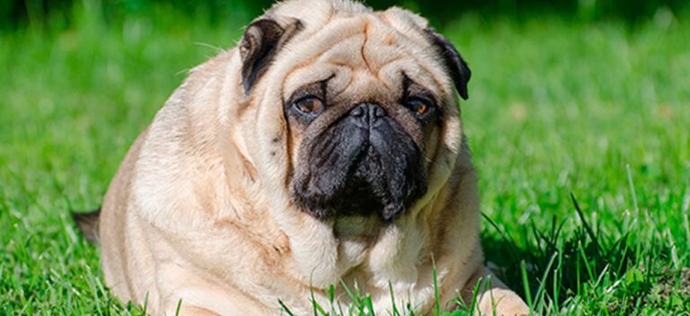 Gode råd til din hund - Dyrlægehuset Randers